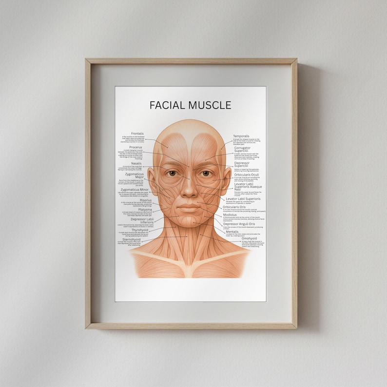Face & Neck Muscles Anatomy Chart Poster, Dermatologist, Esthetician ...
