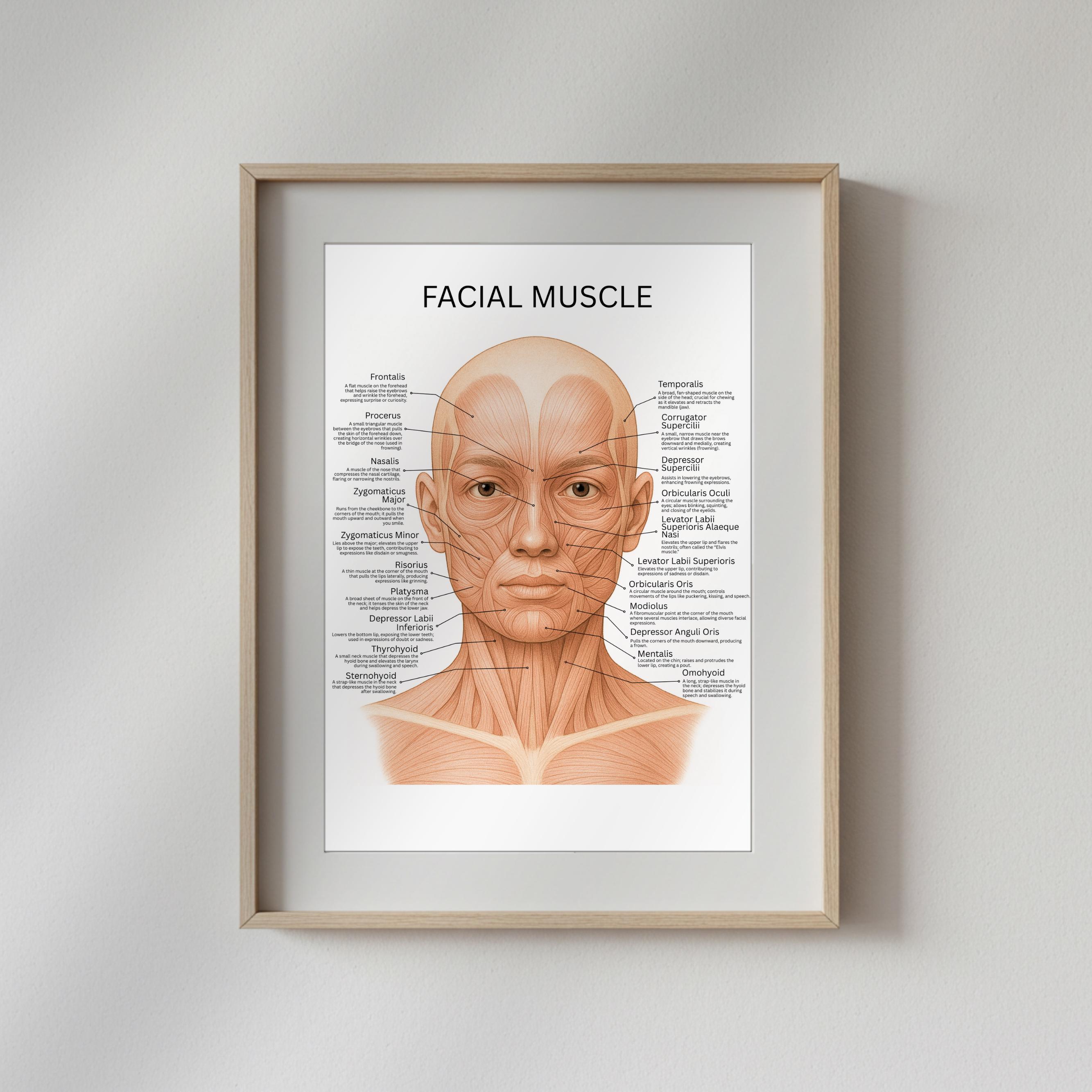 Face & Neck Muscles Anatomy Chart Poster, Dermatologist, Esthetician ...