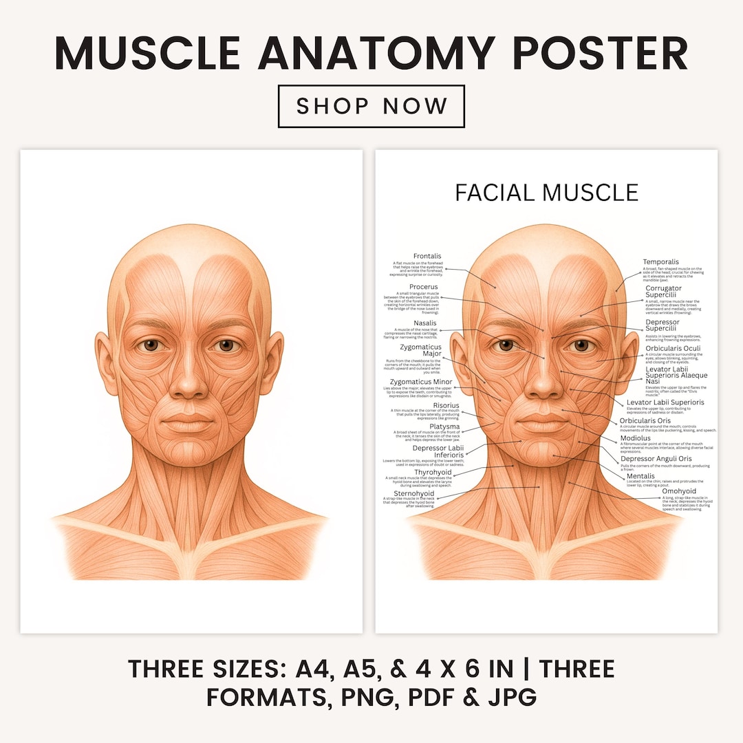 Face & Neck Muscles Anatomy Chart Poster, Dermatologist, Esthetician ...