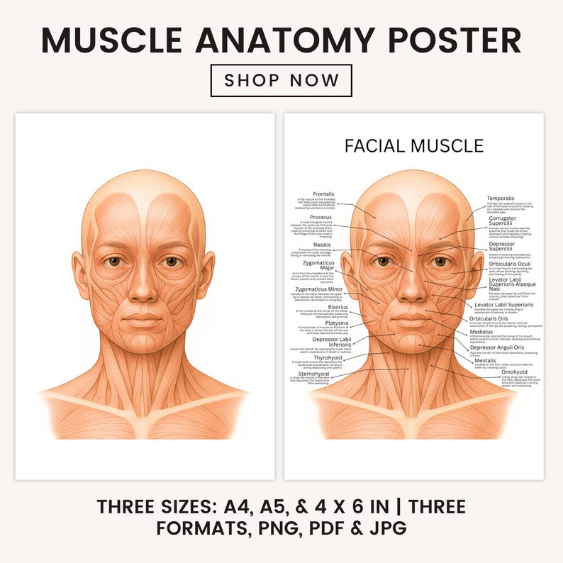 Face & Neck Muscles Anatomy Chart Poster, Dermatologist, Esthetician ...