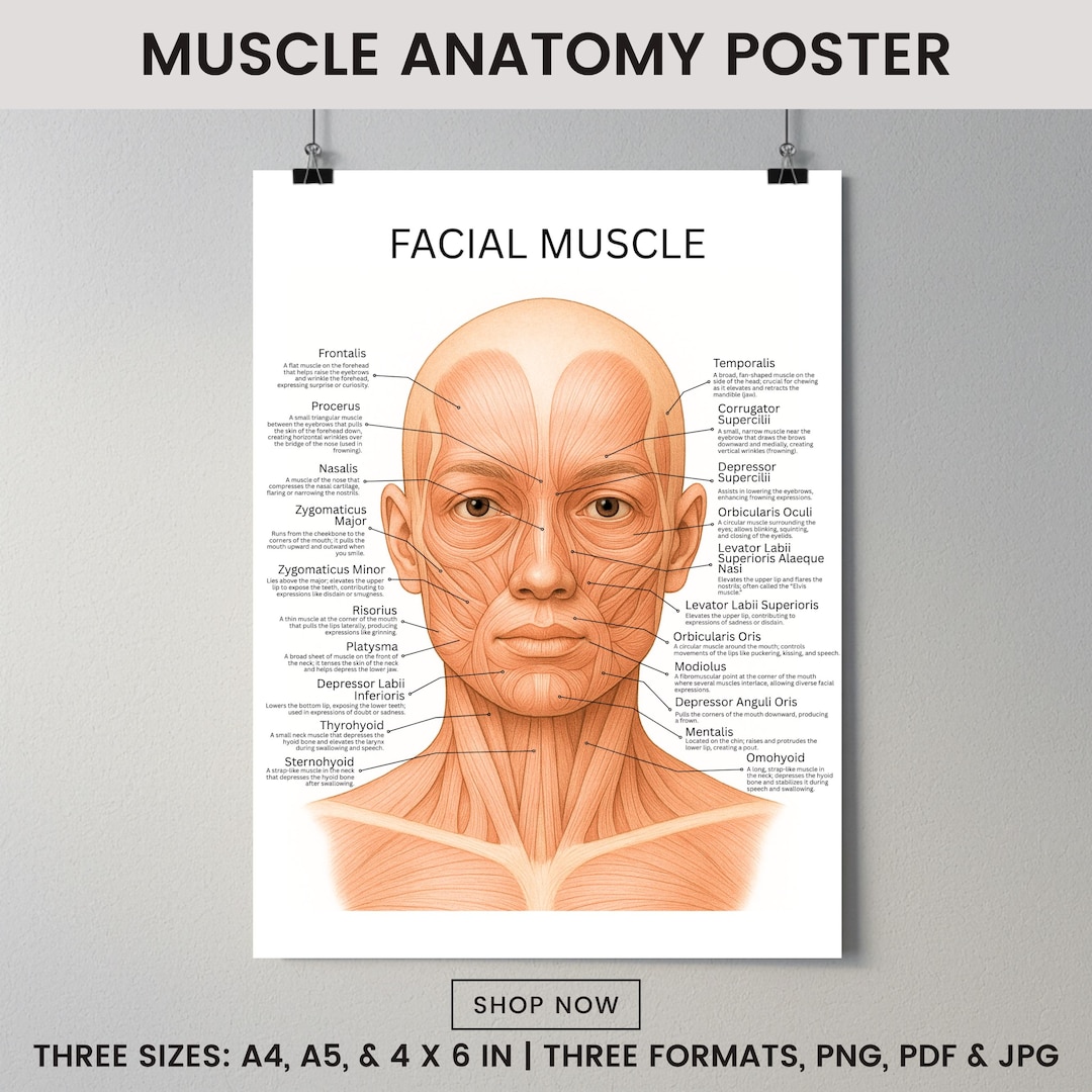 Face & Neck Muscles Anatomy Chart Poster, Dermatologist, Esthetician ...