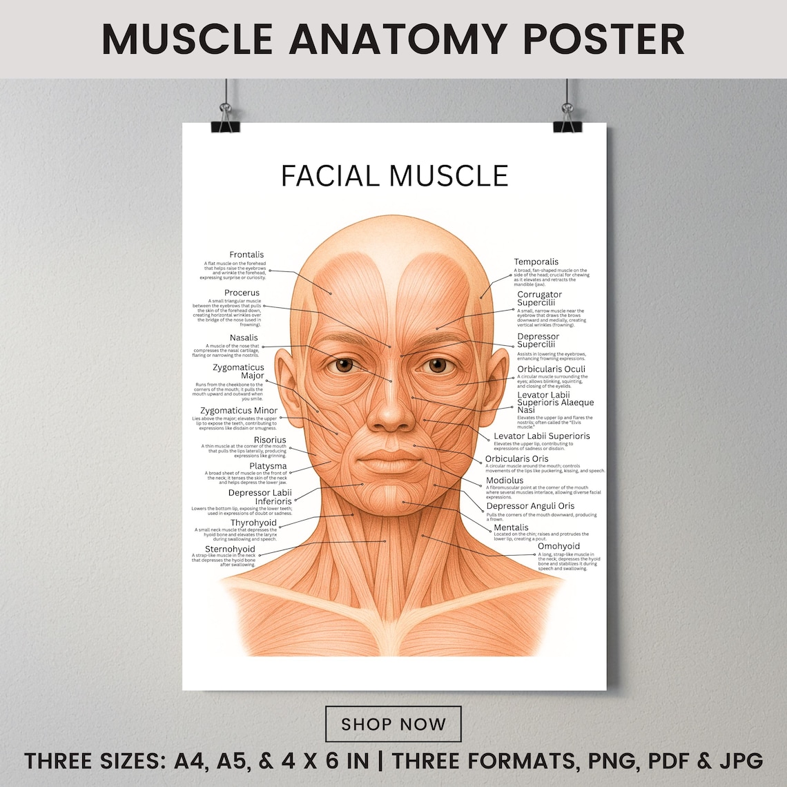 Face & Neck Muscles Anatomy Chart Poster, Dermatologist, Esthetician ...