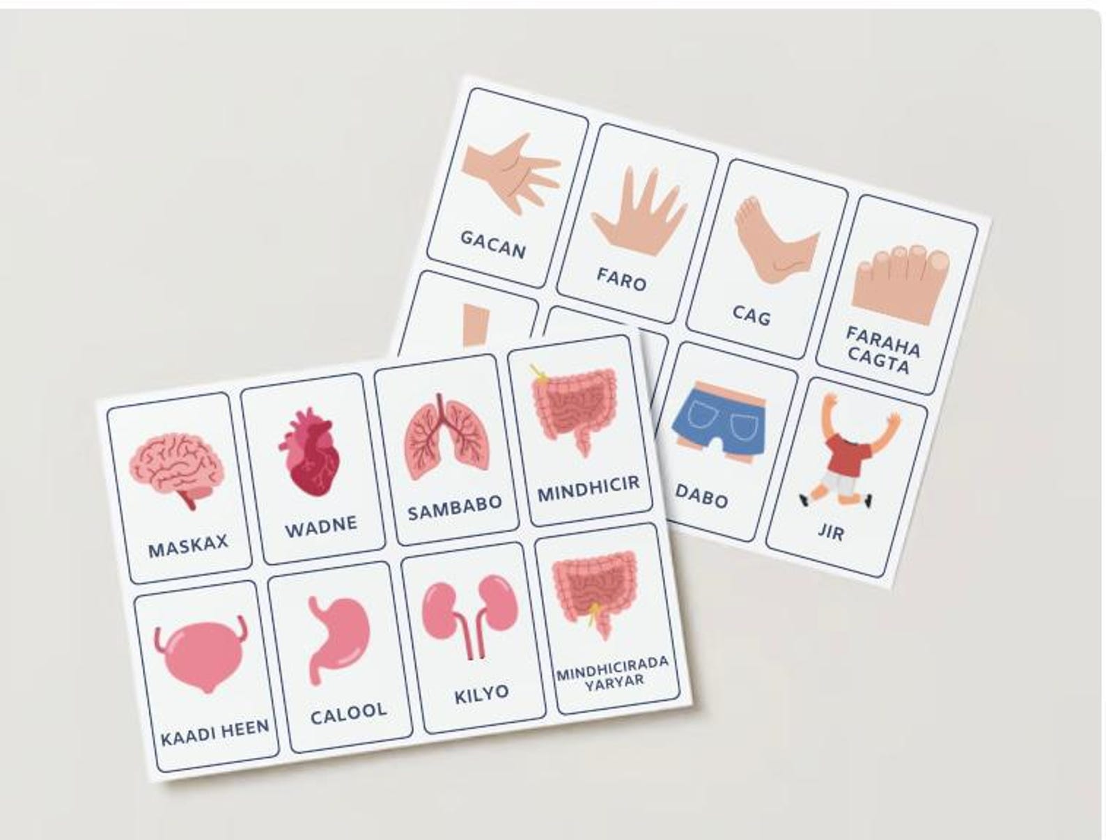 Somali Body Parts Flashcards - Etsy