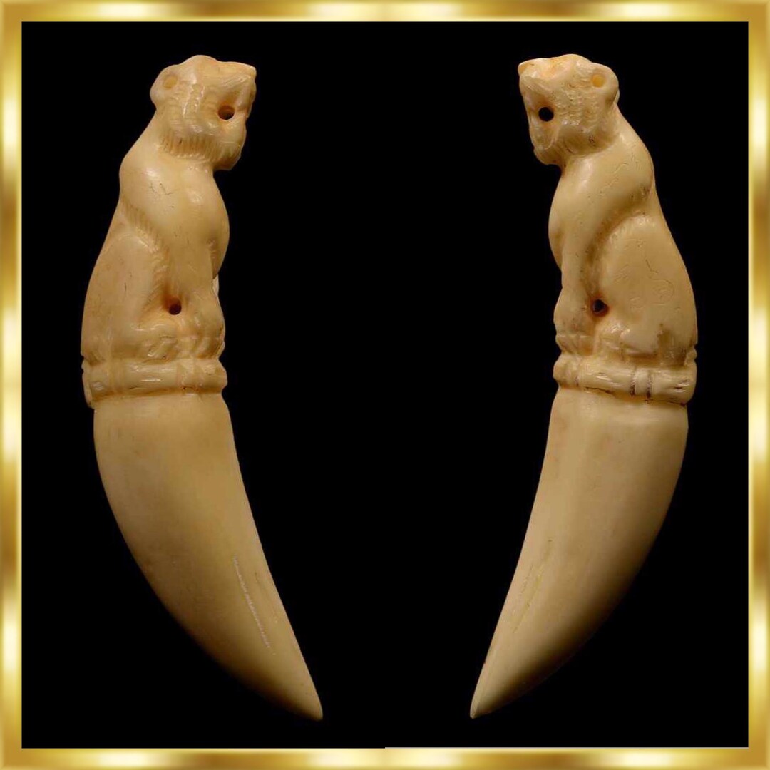 Masterpiece Year 1957 Certificate SAMAKOMPRA Genuine Tiger Tooth Fangs ...