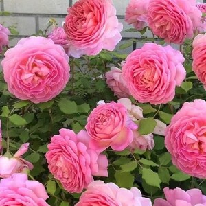 Aushunter Rose Plant Coral Blush Hunter Pink. Shrub Rose. Own Root - Etsy