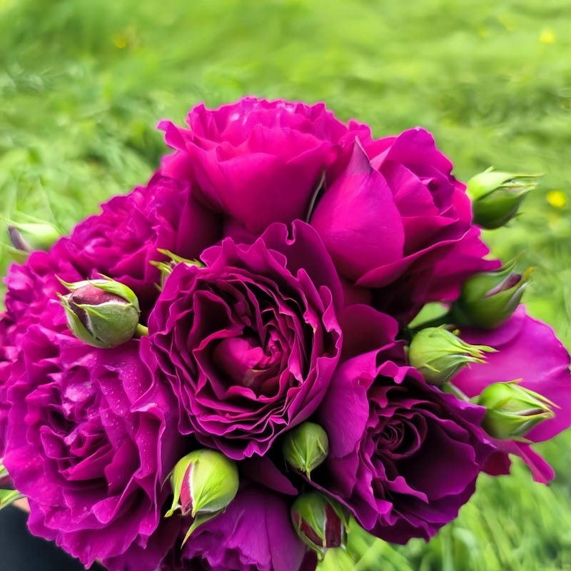 German Rose - Etsy