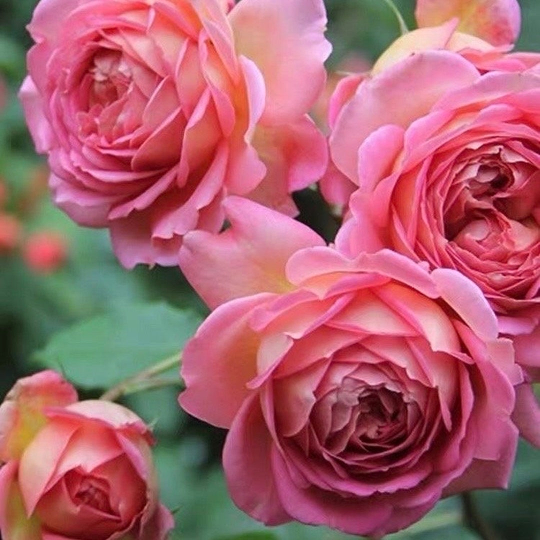 Aushunter Rose Plant Coral Blush Hunter Pink. Shrub Rose. Own Root - Etsy