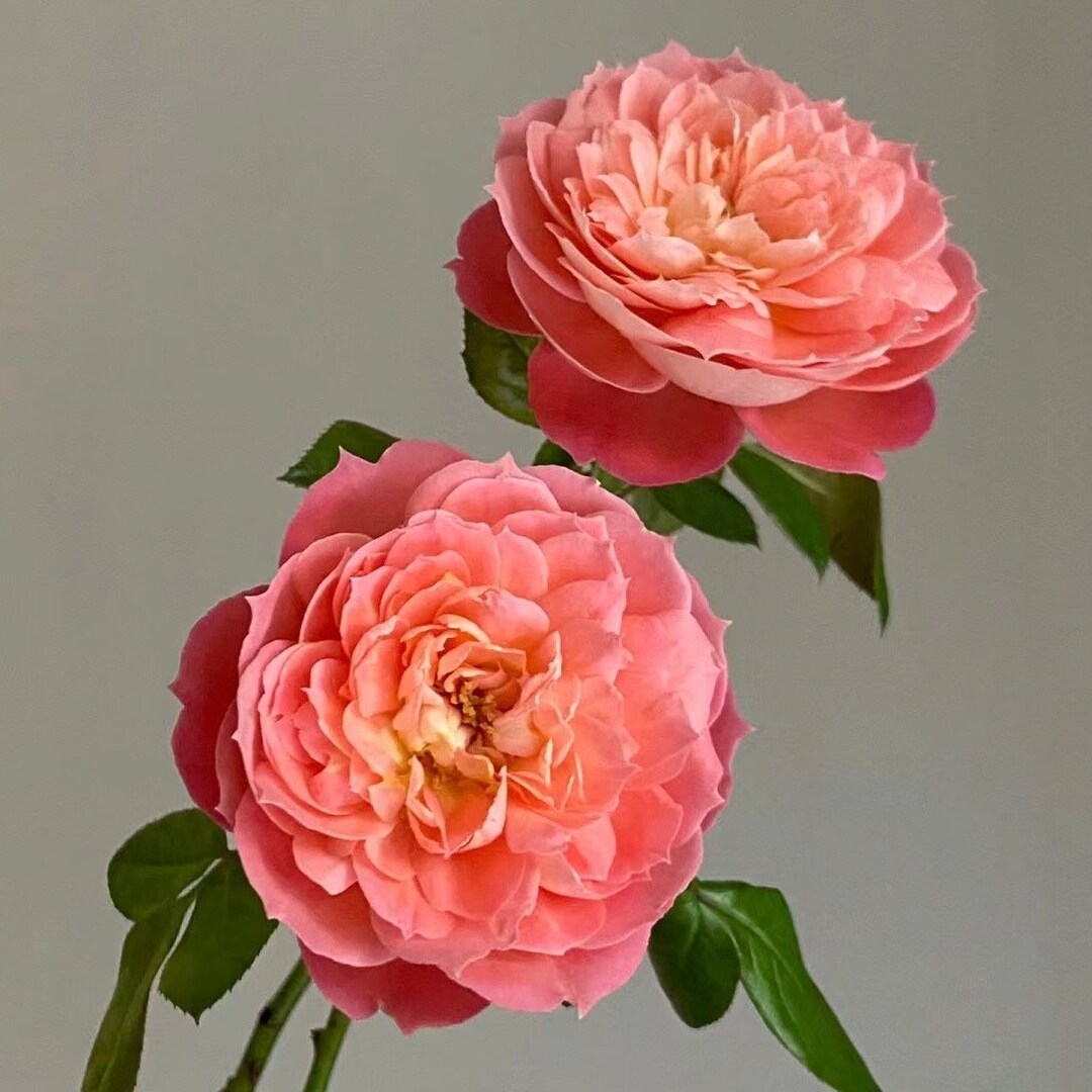 Rose Queen of Hearts 红桃女王 - Etsy