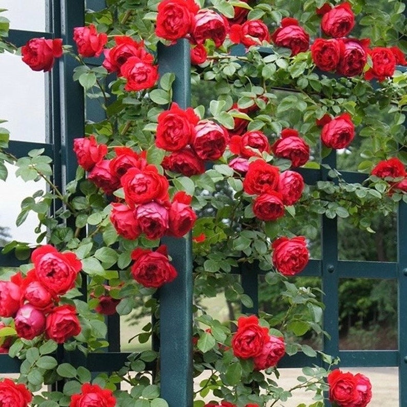 Rose Red Eden. Climbing Rose. Continue Blooming. - Etsy