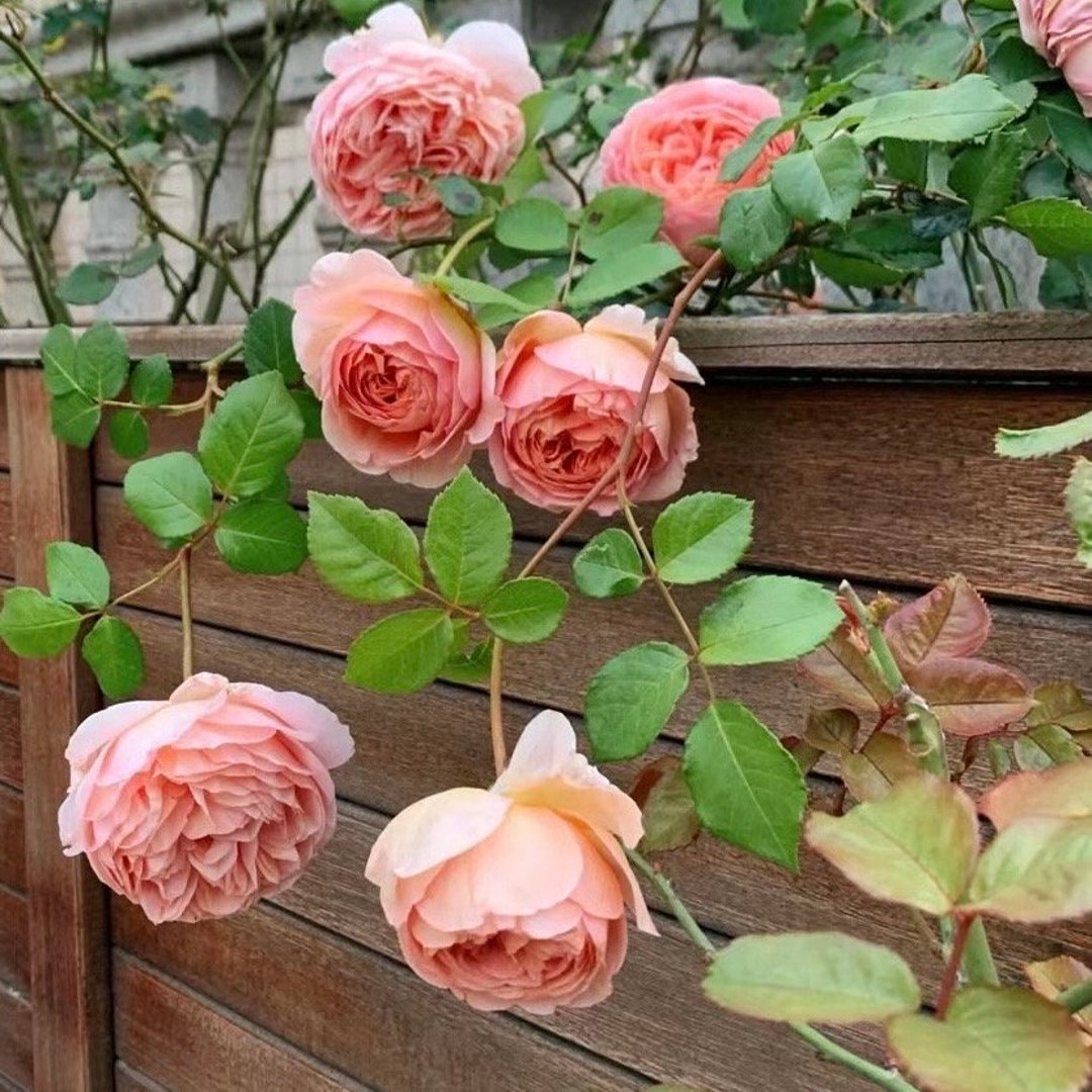 Climbing Rose. Auscot. - Etsy