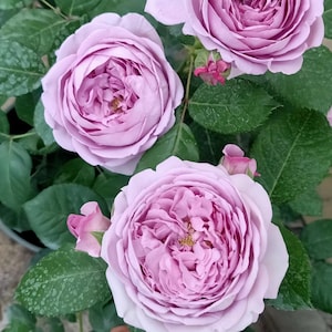 Blue Storm Rose. Disease Resistance. Live Plant. 2 Year Old Big Plant ...
