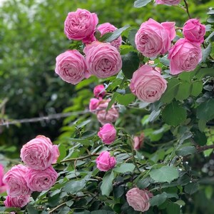 Rose Light Blue. Aus "ausbite" Climber. 自由&精神own Root. Continue ...