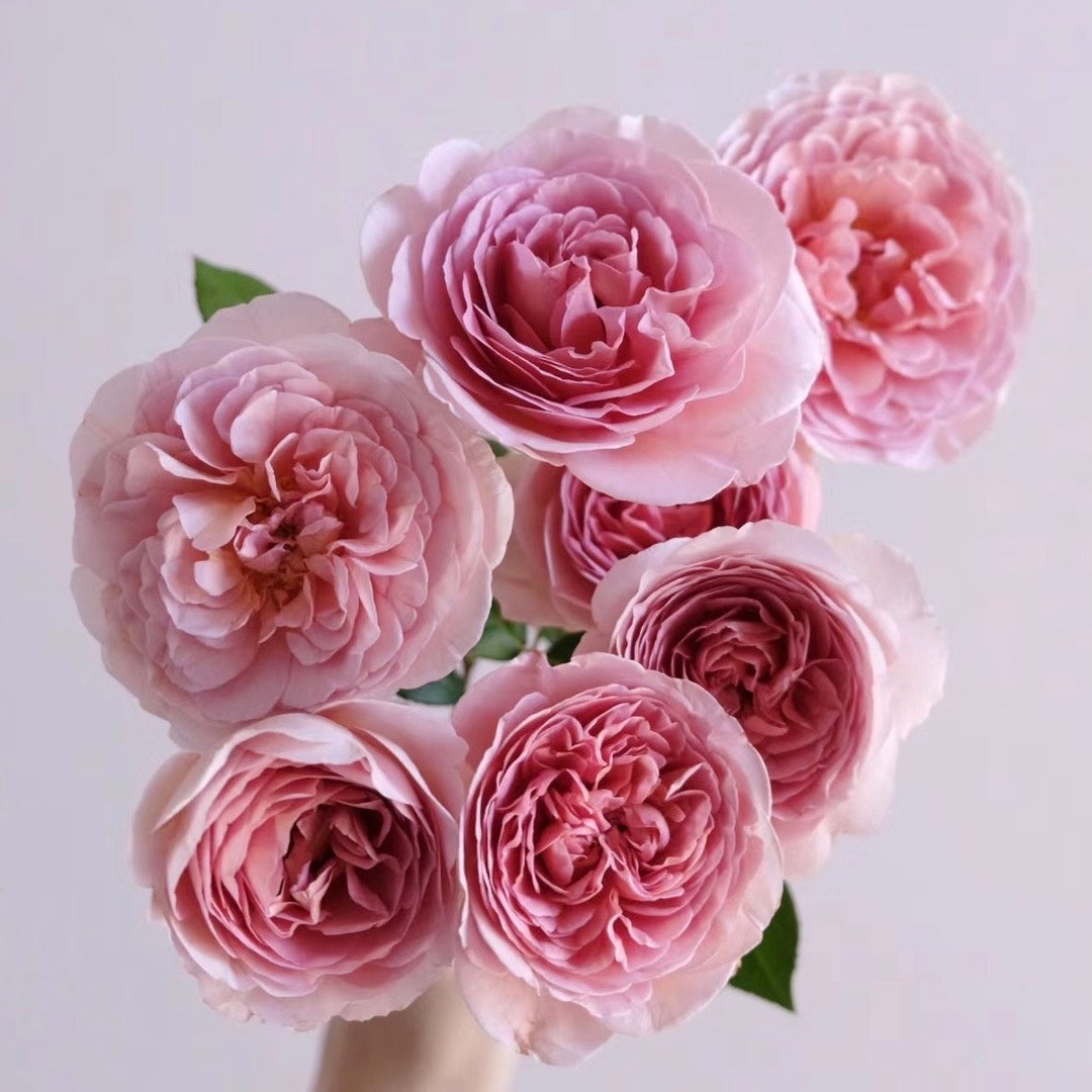 Classic Perfume Rose. Shrub / Climber. - Etsy