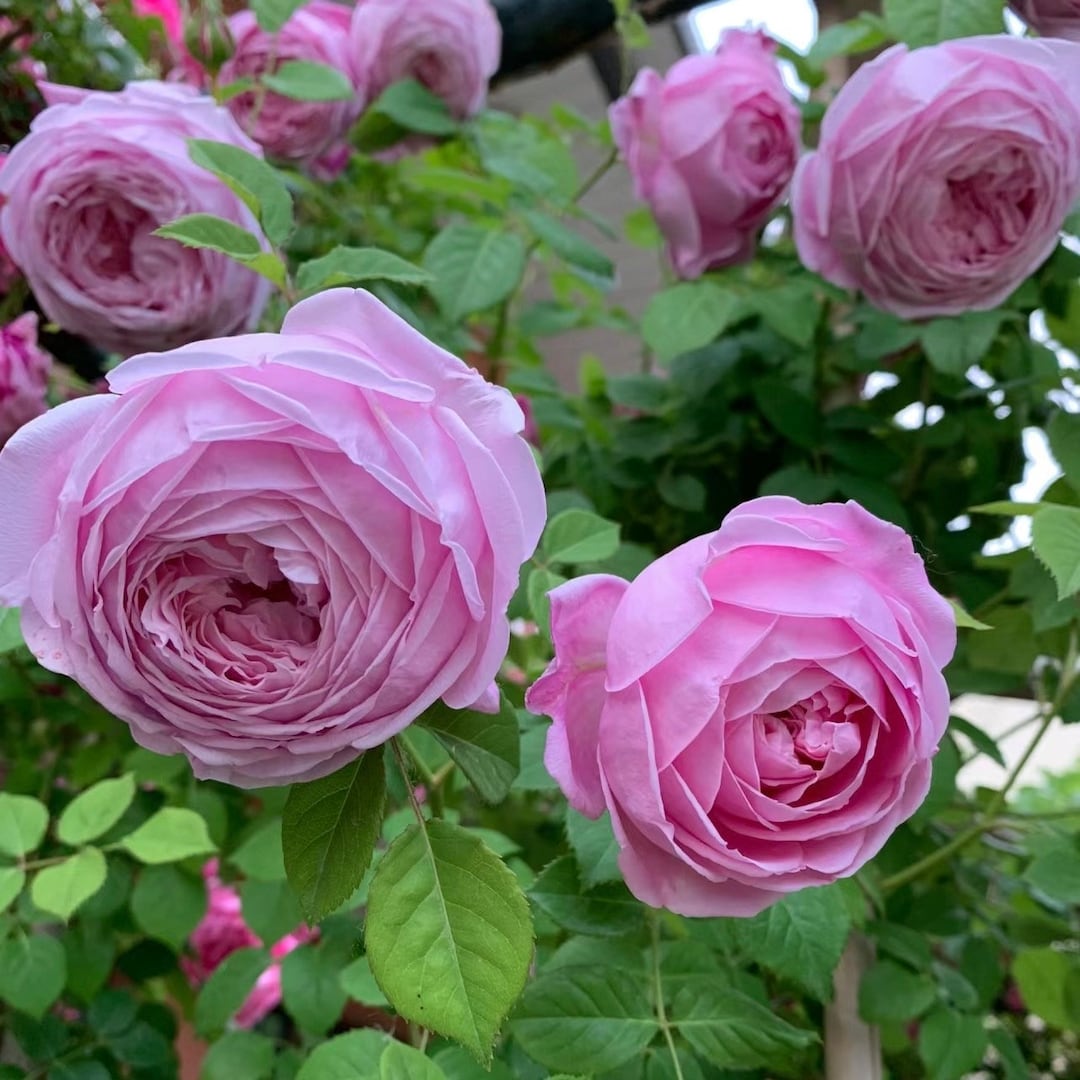 Rose Light Blue. Aus "ausbite" Climber. 自由&精神own Root. Continue ...