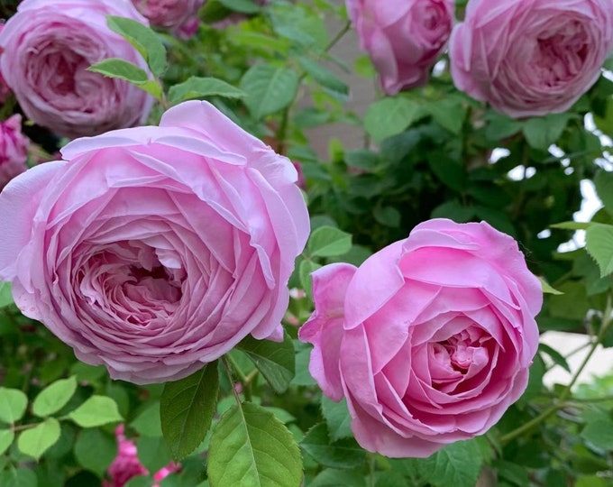RARE Light Blue ROSE Flower Tree Bush 3 .10, 20 or 30 Seedsno Plant ...