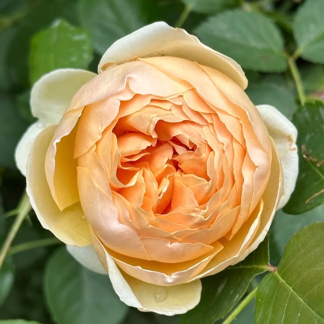 Rose "ausjo" Creamy Yellow. Live Potted Plant. - Etsy