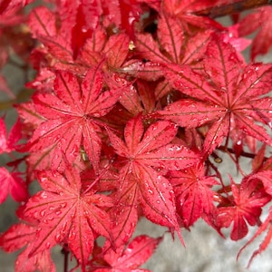 Purple Ghost Maple Tree. Japanese Maple. - Etsy