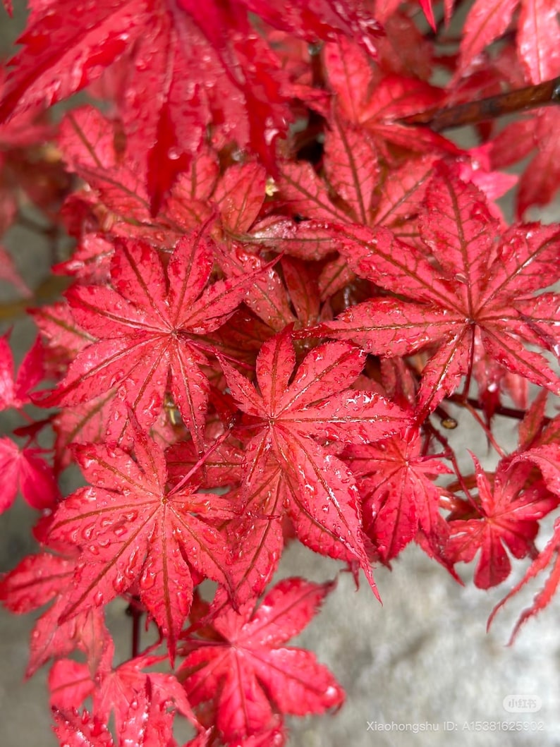 Purple Ghost Maple Tree. Japanese Maple. - Etsy