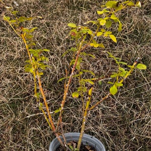 Rose Light Blue. Aus "ausbite" Climber. 自由&精神own Root. Continue ...