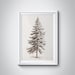 Vintage Western Red Cedar Tree Print, Neutral Tree Sketch, AI Generated ...