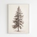 Vintage Western Red Cedar Tree Print, Neutral Tree Sketch, AI Generated ...