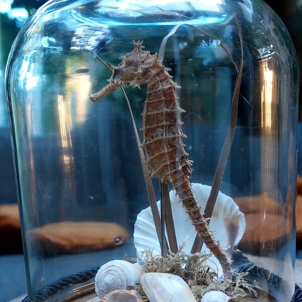 Bell Jar Taxidermy - Etsy