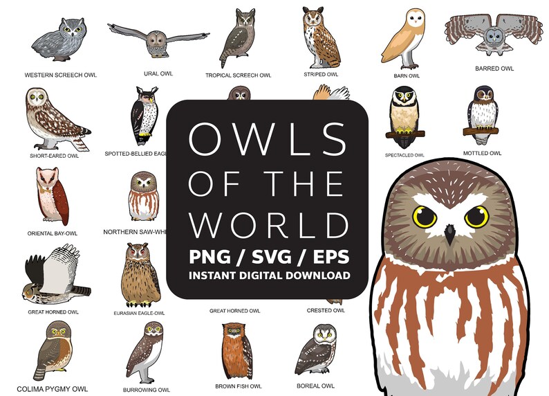 Animals Education Art - Types of Owls - Animals SVG Clipart - Cute ...
