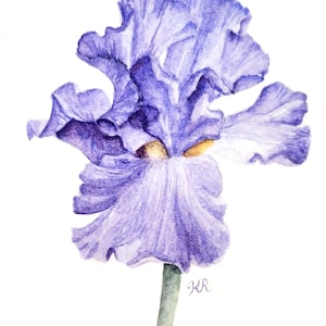 Purple Iris Watercolor Painting Notecards, Floral Greeting Cards ...