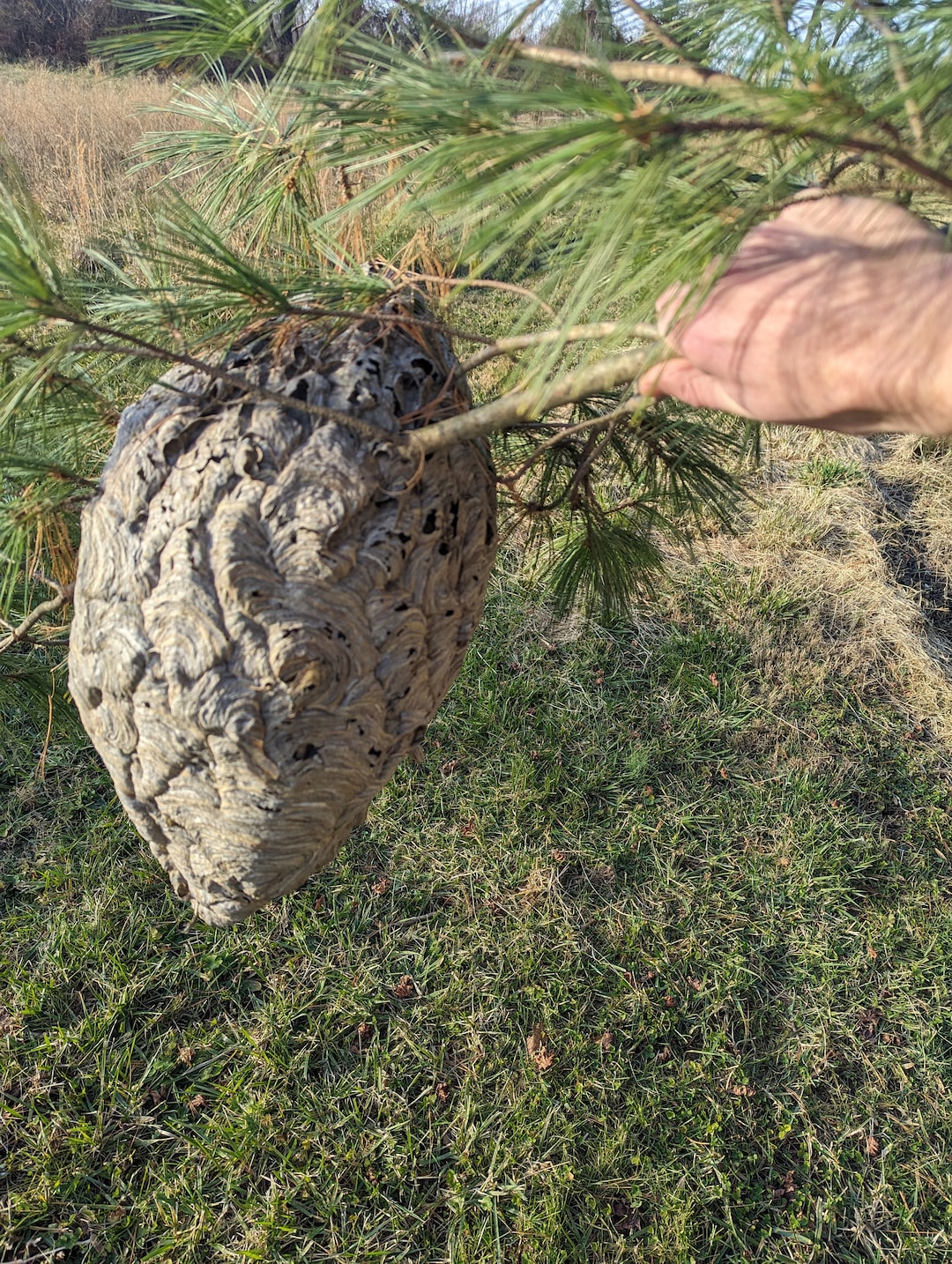 Large Paper Wasp Nest - Etsy