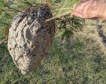 Big Paper Wasp Nest,4 1/2, 5,, 4 Wasp Nest,bee Nest,hornet's Nest ...