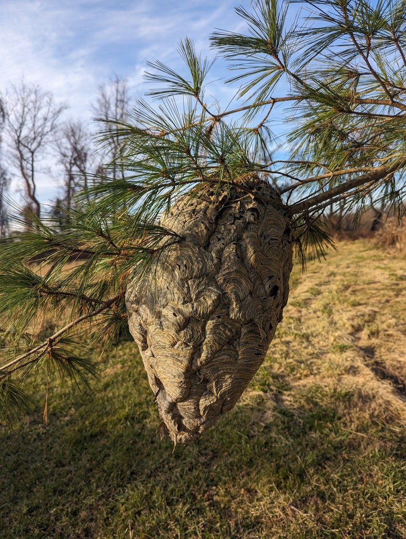 Large Paper Wasp Nest - Etsy