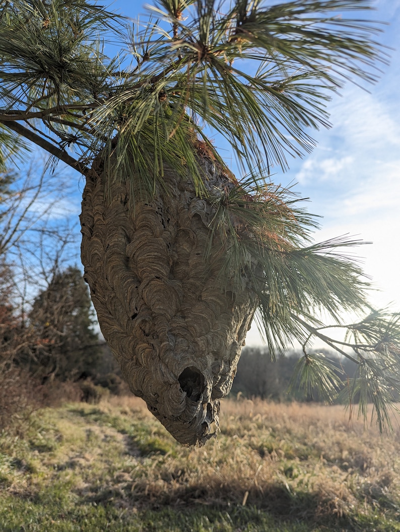 Large Paper Wasp Nest - Etsy