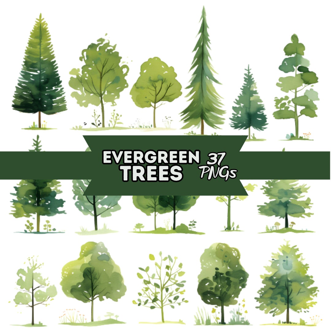 Evergreen Trees Clipart,37 PNG Watercolor, Transparent PNG - Etsy