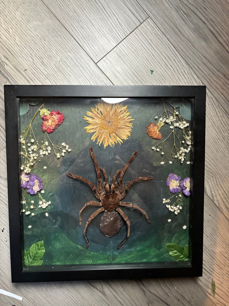 GIANT GOLIATH BIRDEATER Rare Molt Theraphosa Stirmi Real Dry Pressed ...