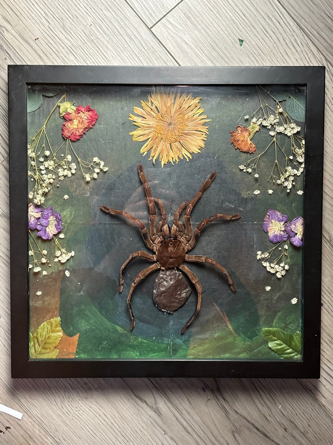 GIANT GOLIATH BIRDEATER Rare Molt Theraphosa Stirmi Real Dry Pressed ...