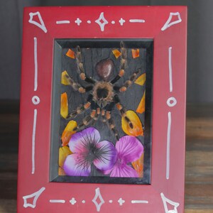 Preserved Tarantula MOLT in Frame Pumpkin Tarantula, Mexican Red Knee ...