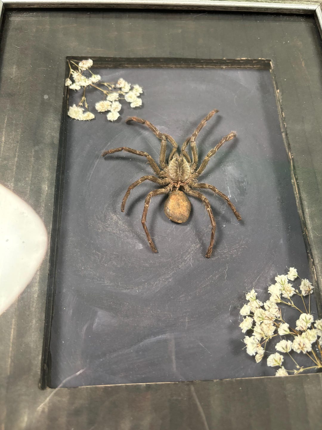 Ornamental Baboon Tarantula Juvenile Preserved Molt Framed - Etsy