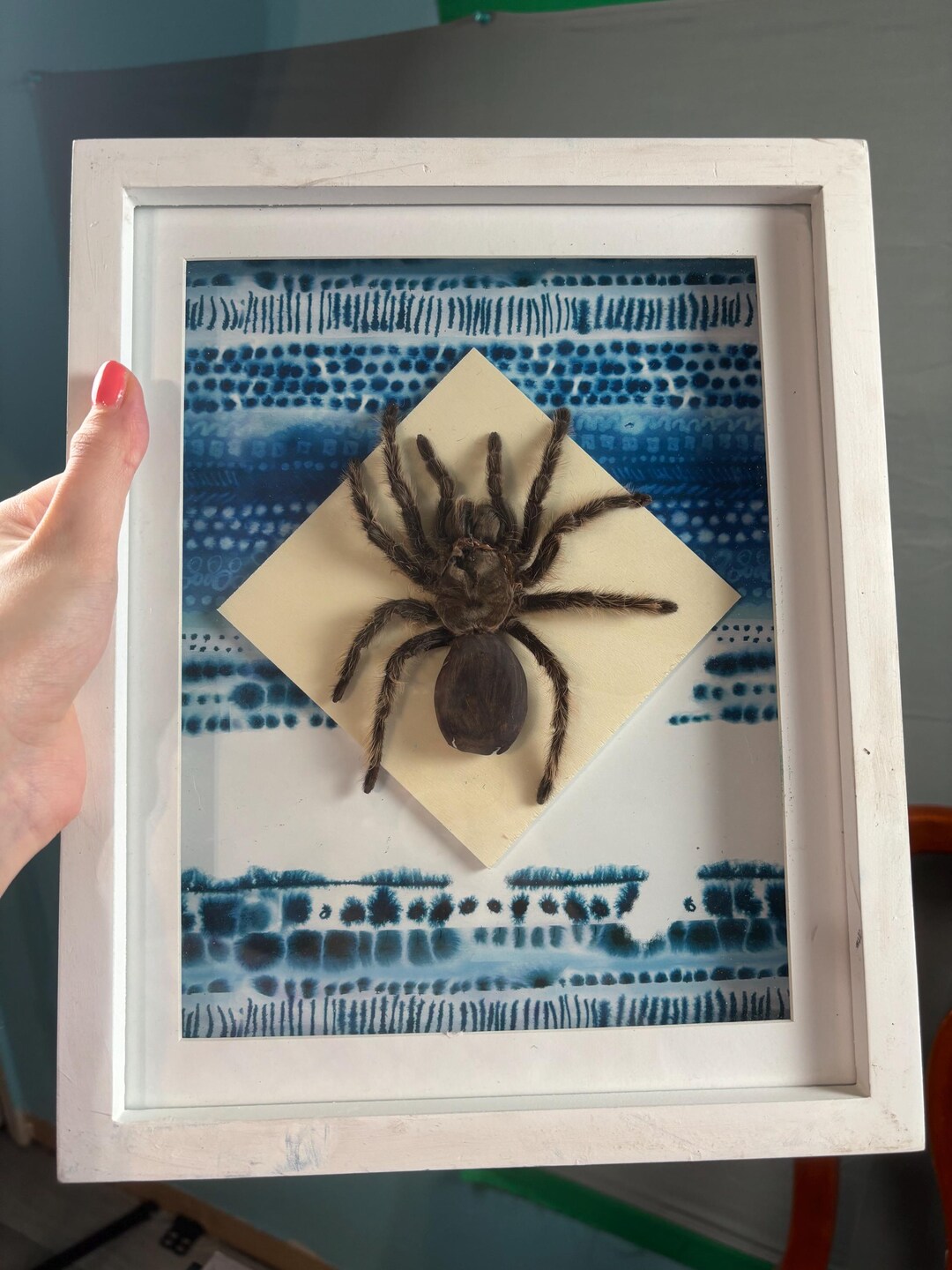 Curly Hair Tarantula Molt Framed and Preserved With Clay Abdomen ...