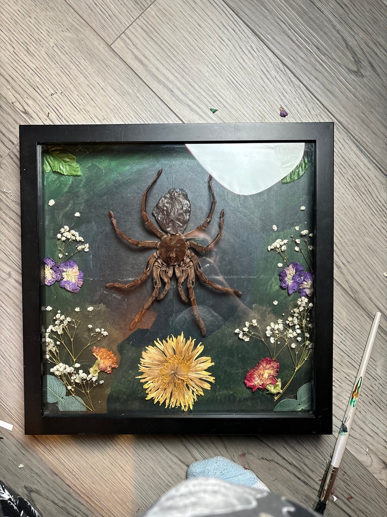 GIANT GOLIATH BIRDEATER Rare Molt Theraphosa Stirmi Real Dry Pressed ...