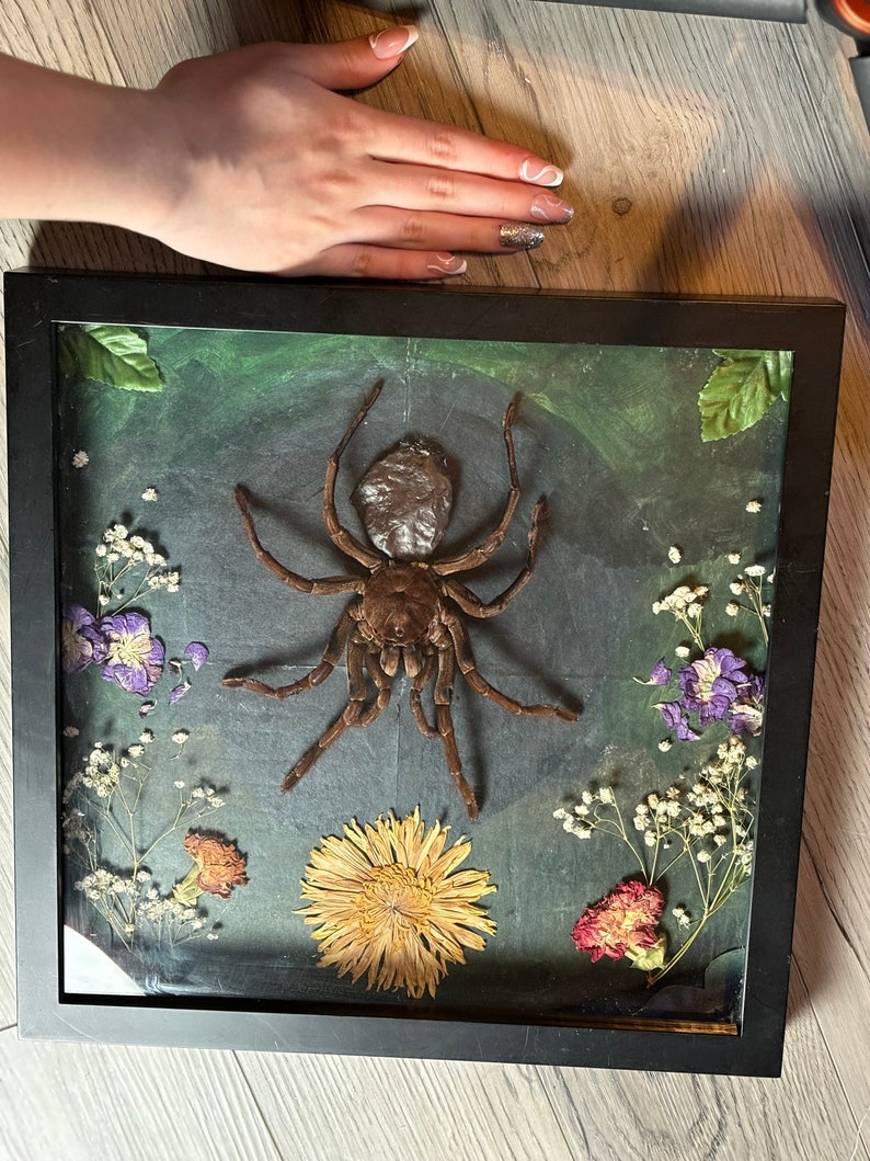 GIANT GOLIATH BIRDEATER Rare Molt Theraphosa Stirmi Real Dry Pressed ...