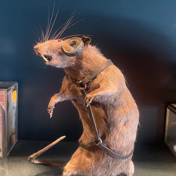 Taxidermy Rat - Etsy
