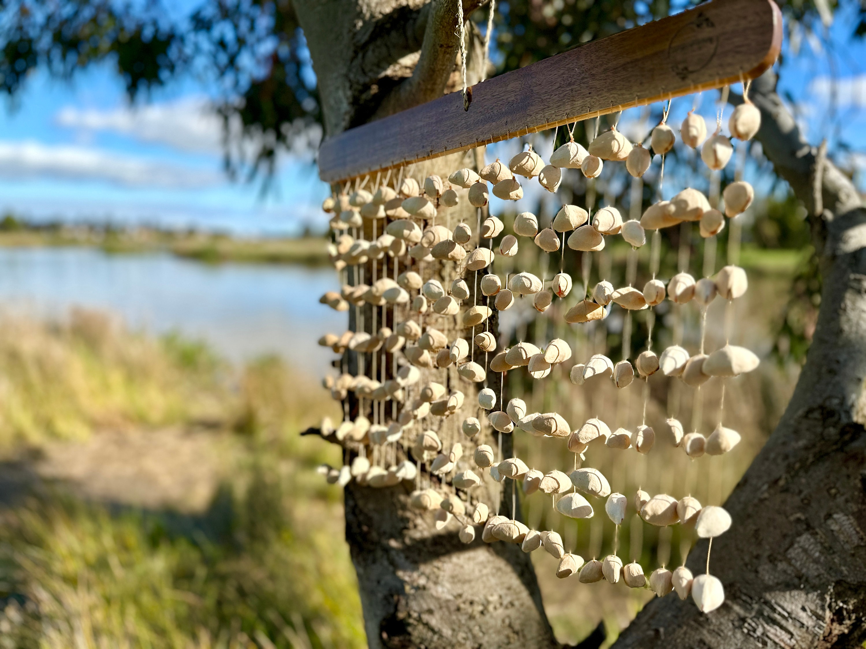 Waterfall Kenari Seeds Pods Shaker, Soothing and Healing Sound, 50cm X ...