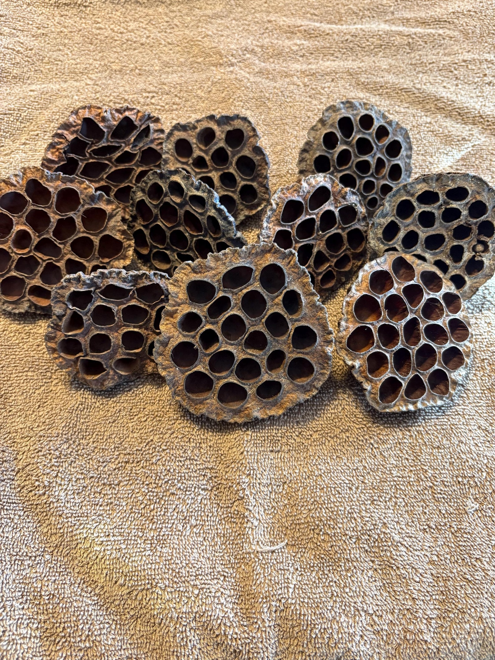 Lotus Pods - Etsy