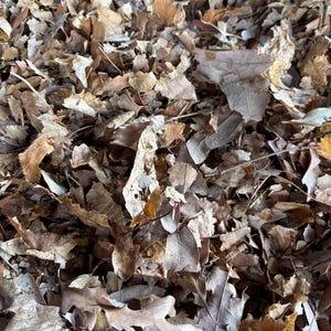 Mulched and Mixed Leaf Litter - Etsy