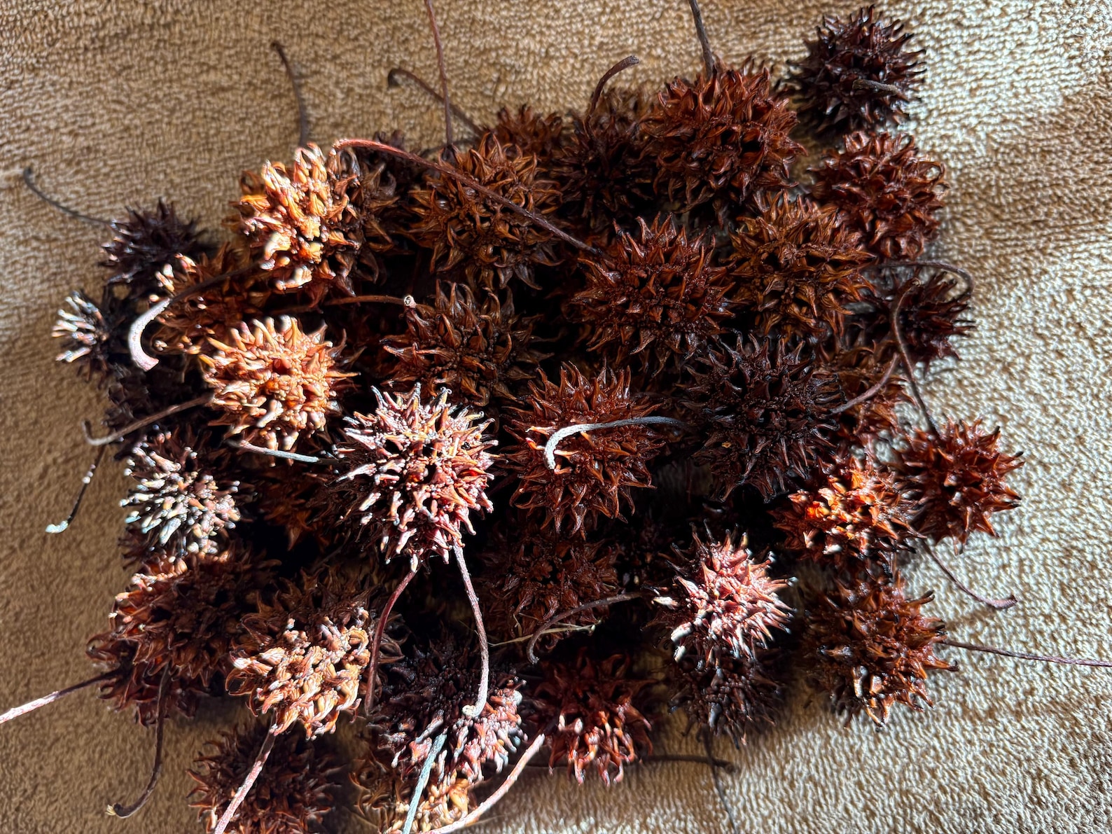 Sweet Gum Seed Pods - Etsy