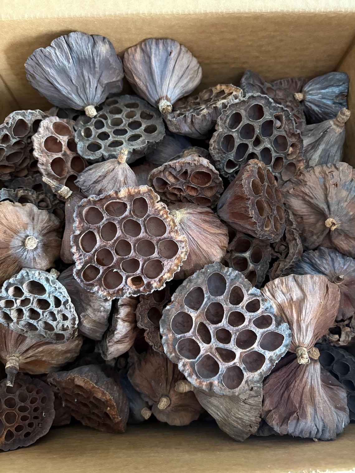 Lotus Pods - Etsy