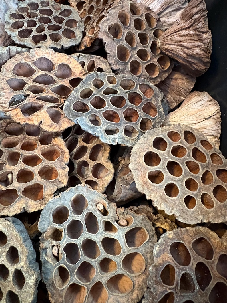 Lotus Pods - Etsy