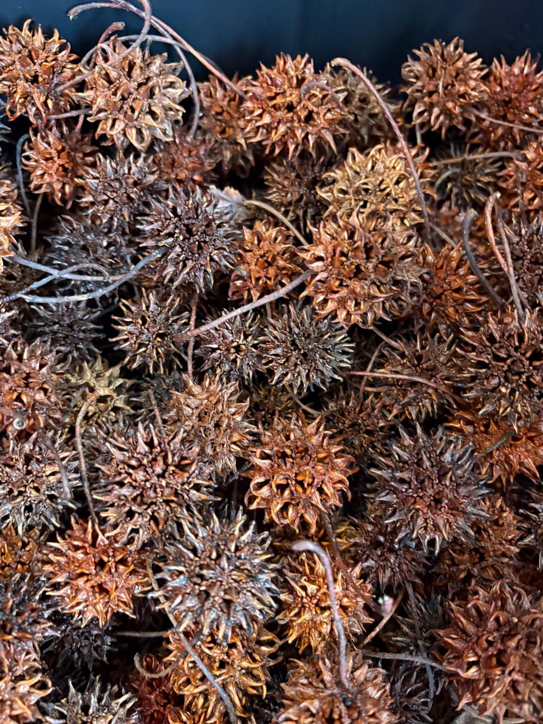 Sweet Gum Seed Pods - Etsy