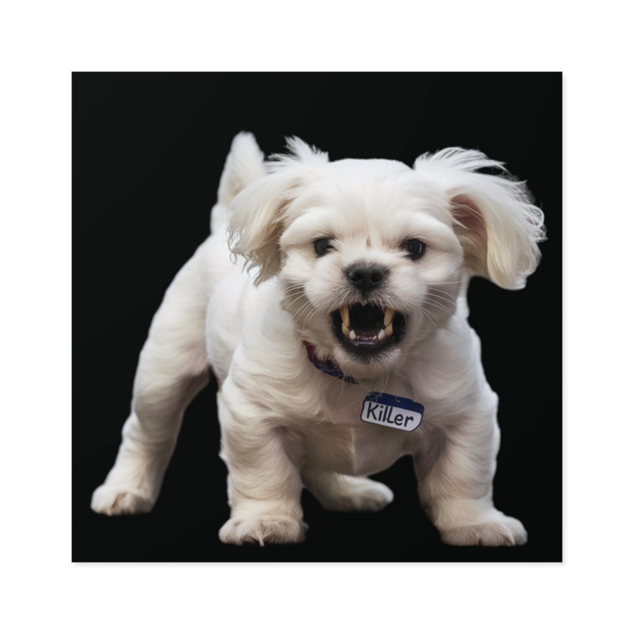 Angry Maltese Dog Sticker square Sticker Indooroutdoor optional Sizes ...