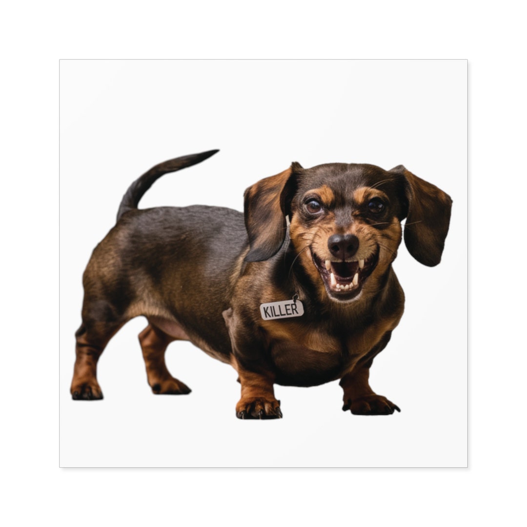 Angry Weenie Dog Sticker ==>square Sticker Indoor\outdoor (optional ...